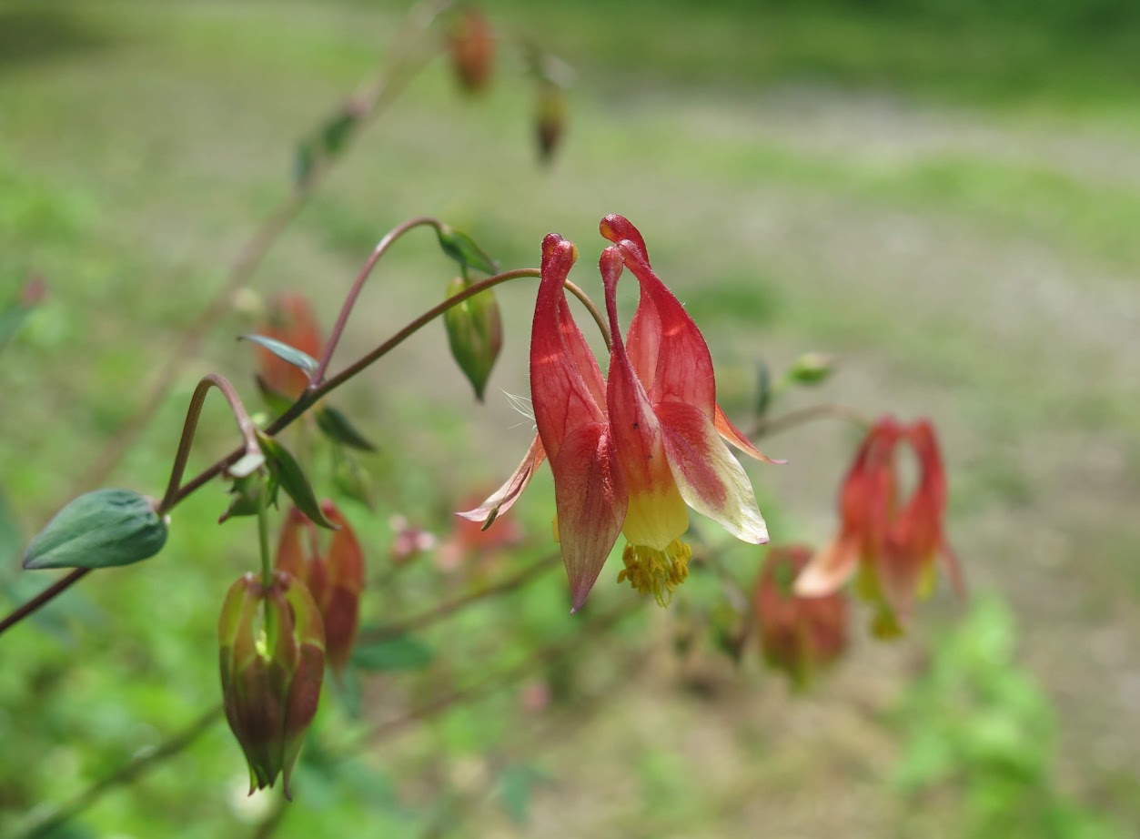 Columbine and the Pollinators – A Wild Garden Blog