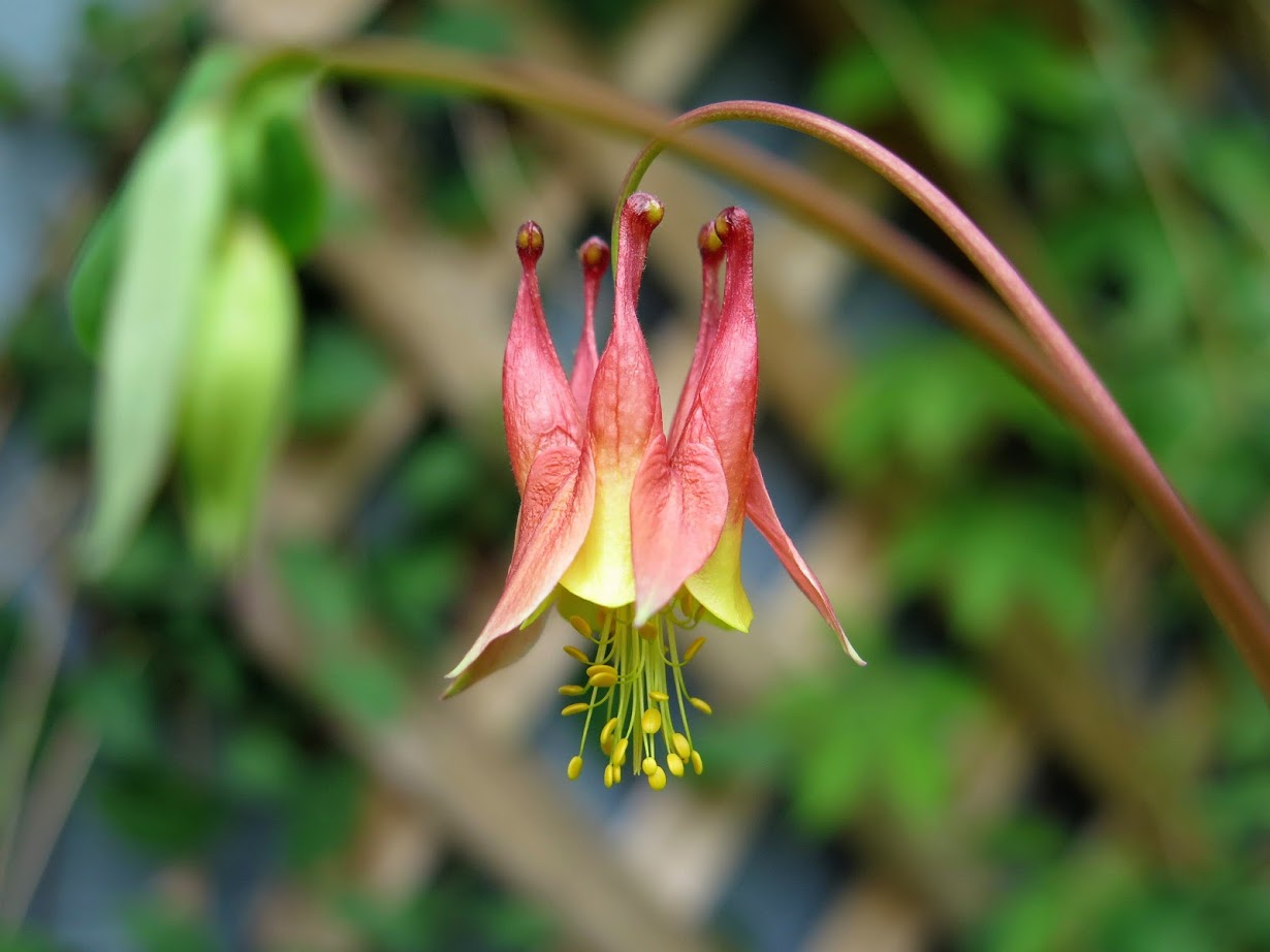 Columbine and the Pollinators – A Wild Garden Blog