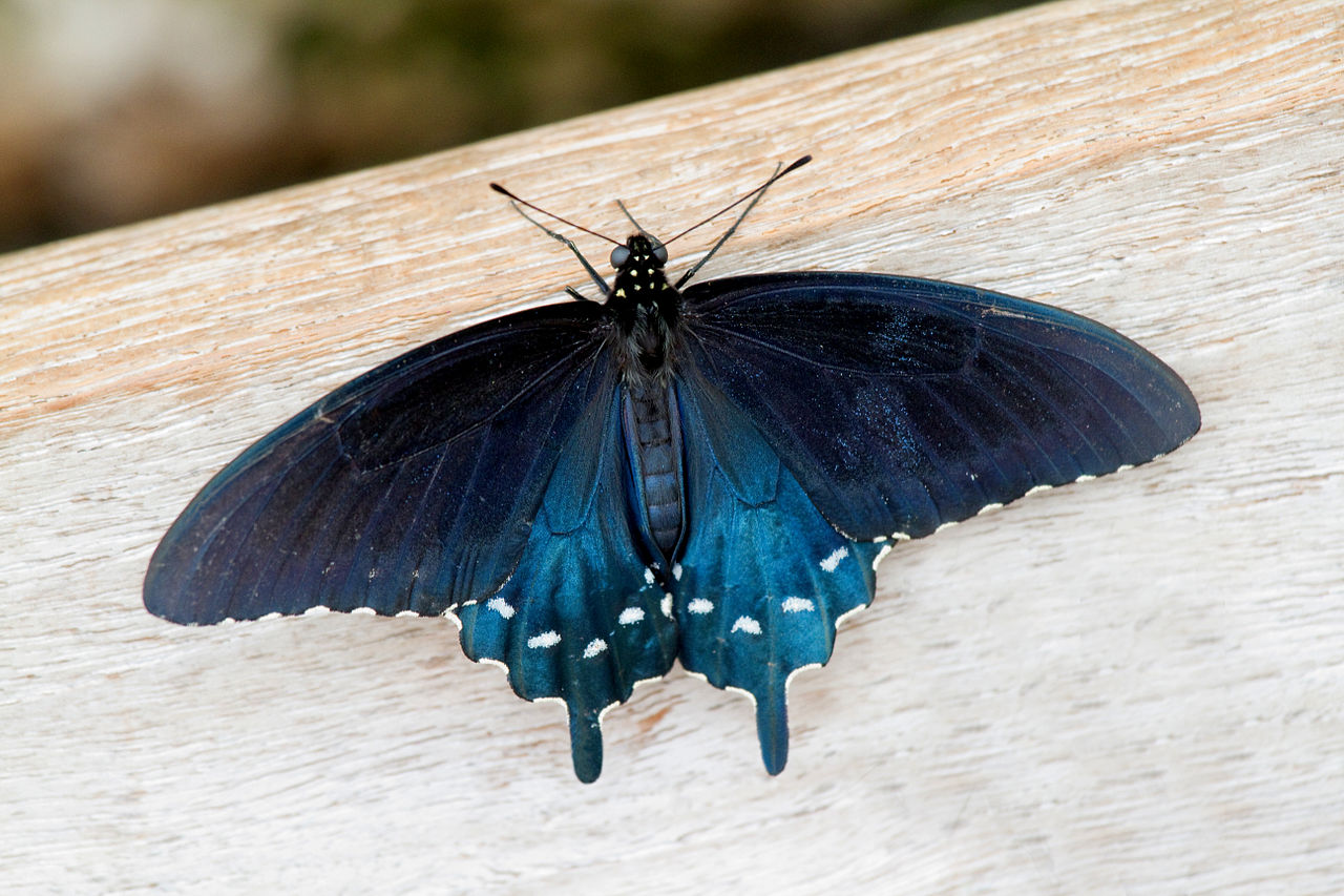 Mimicry and the Swallowtails – A Wild Garden Blog